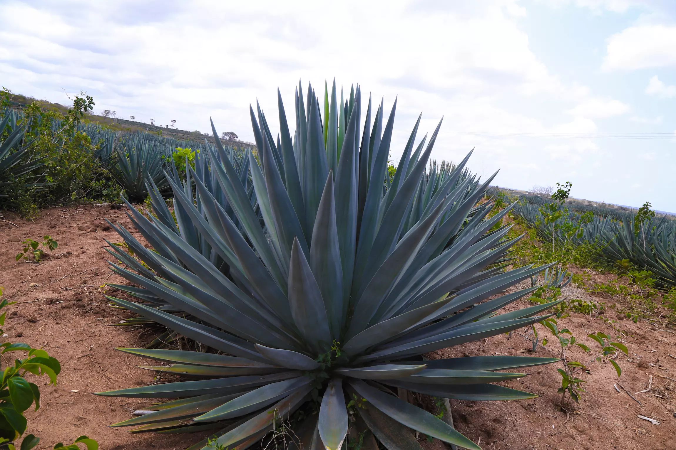 Home - Kumburu Sisal