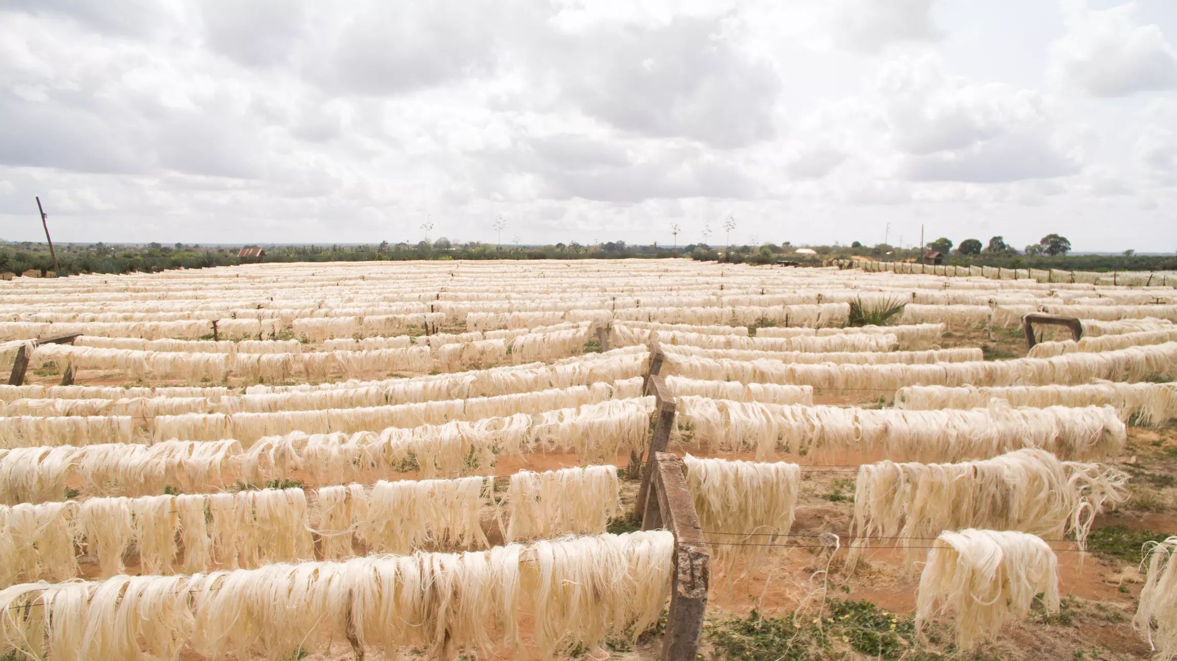 Home - Kumburu Sisal