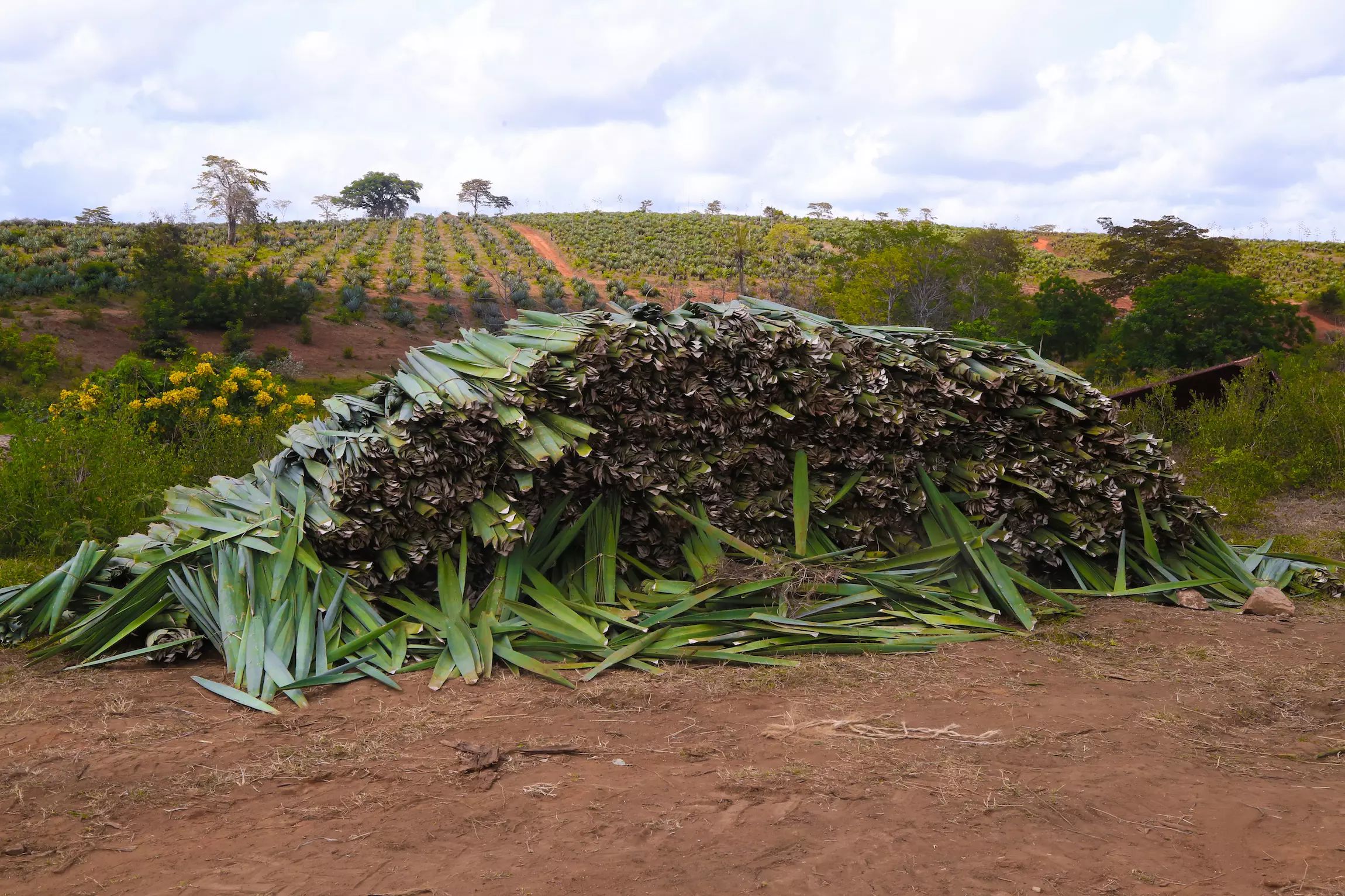 Home - Kumburu Sisal